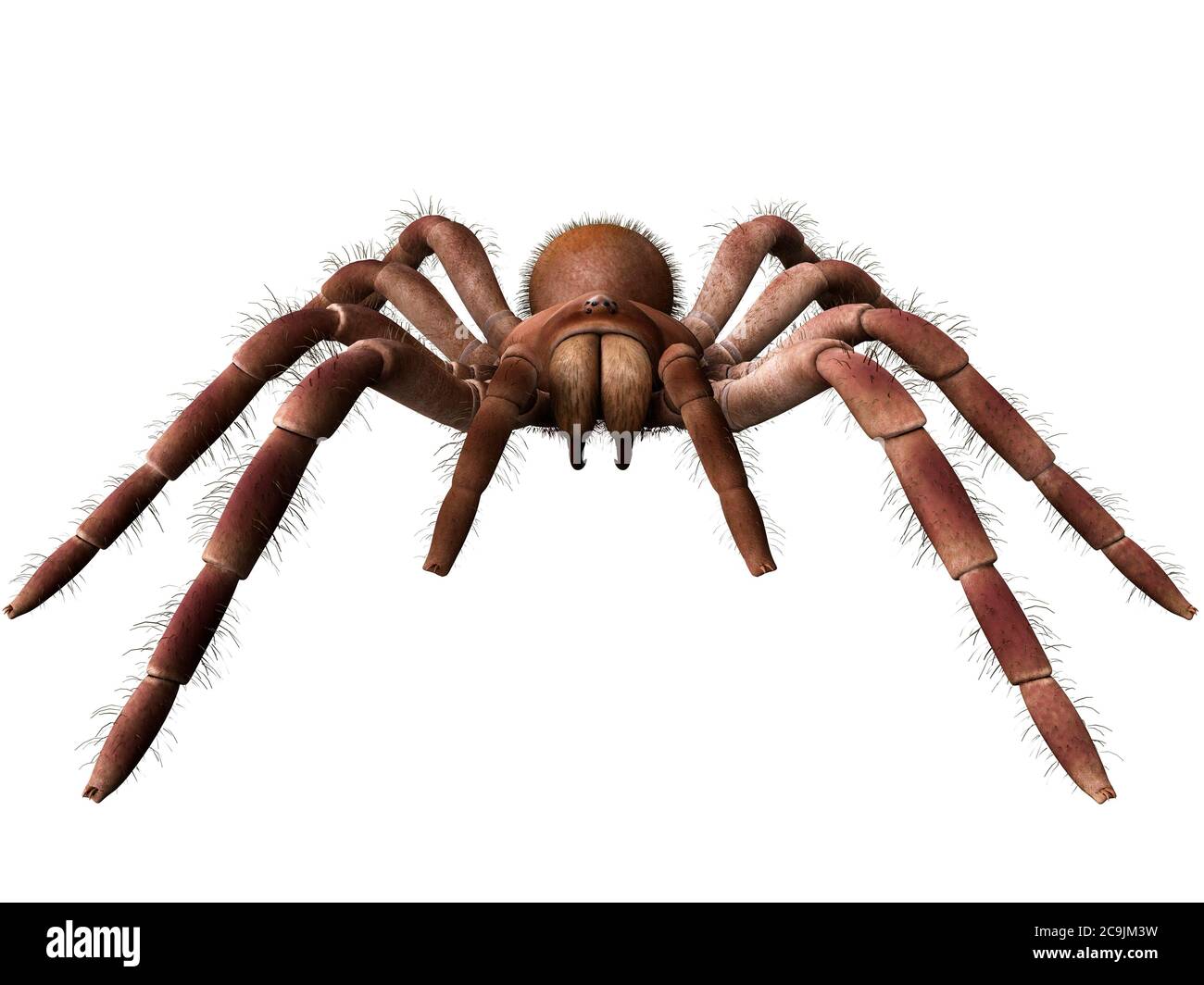 Goliath Tarantula Theraphosa Blondi