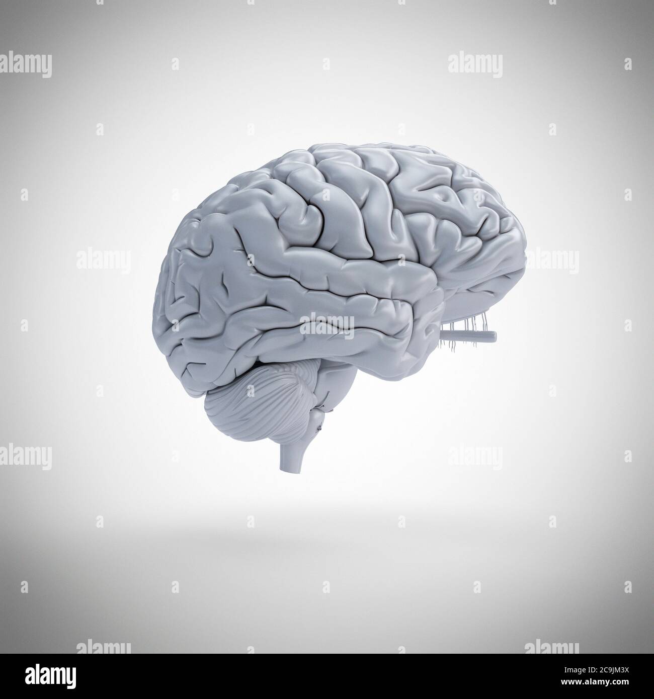Human brain, computer illustration Stock Photo - Alamy