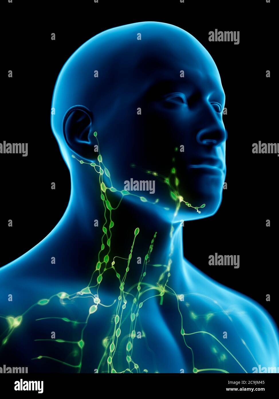 Lymphatic system of the neck, computer illustration Stock Photo - Alamy