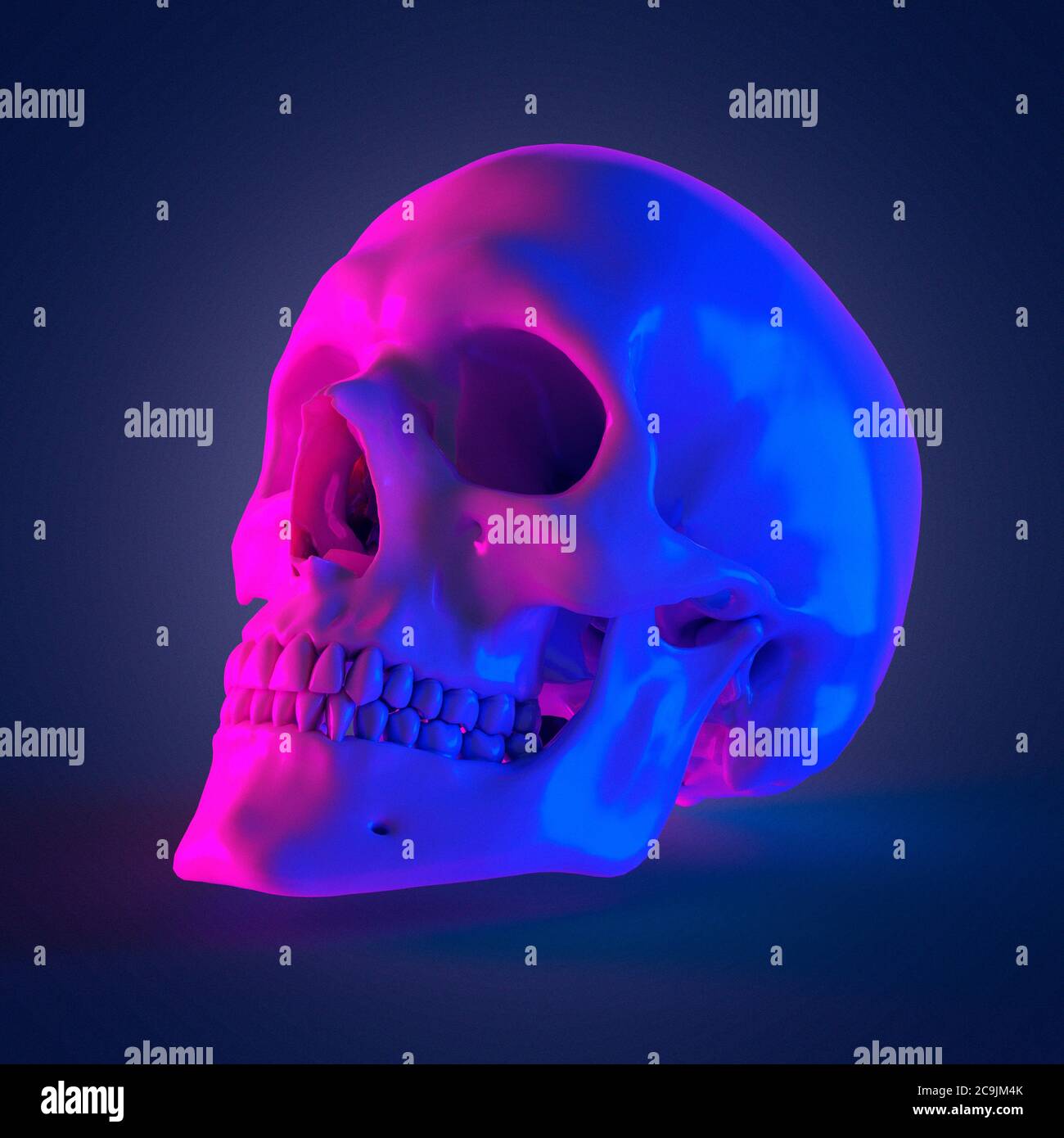 Human skull, computer illustration Stock Photo - Alamy