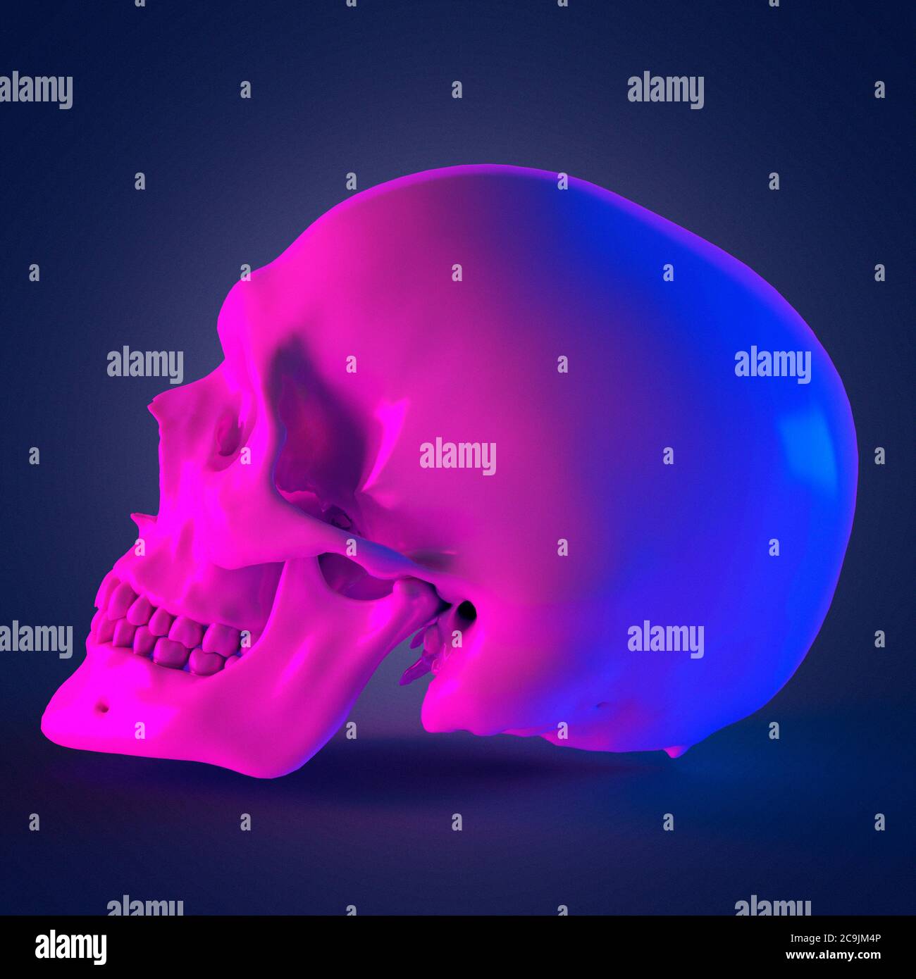 Human skull, computer illustration Stock Photo - Alamy