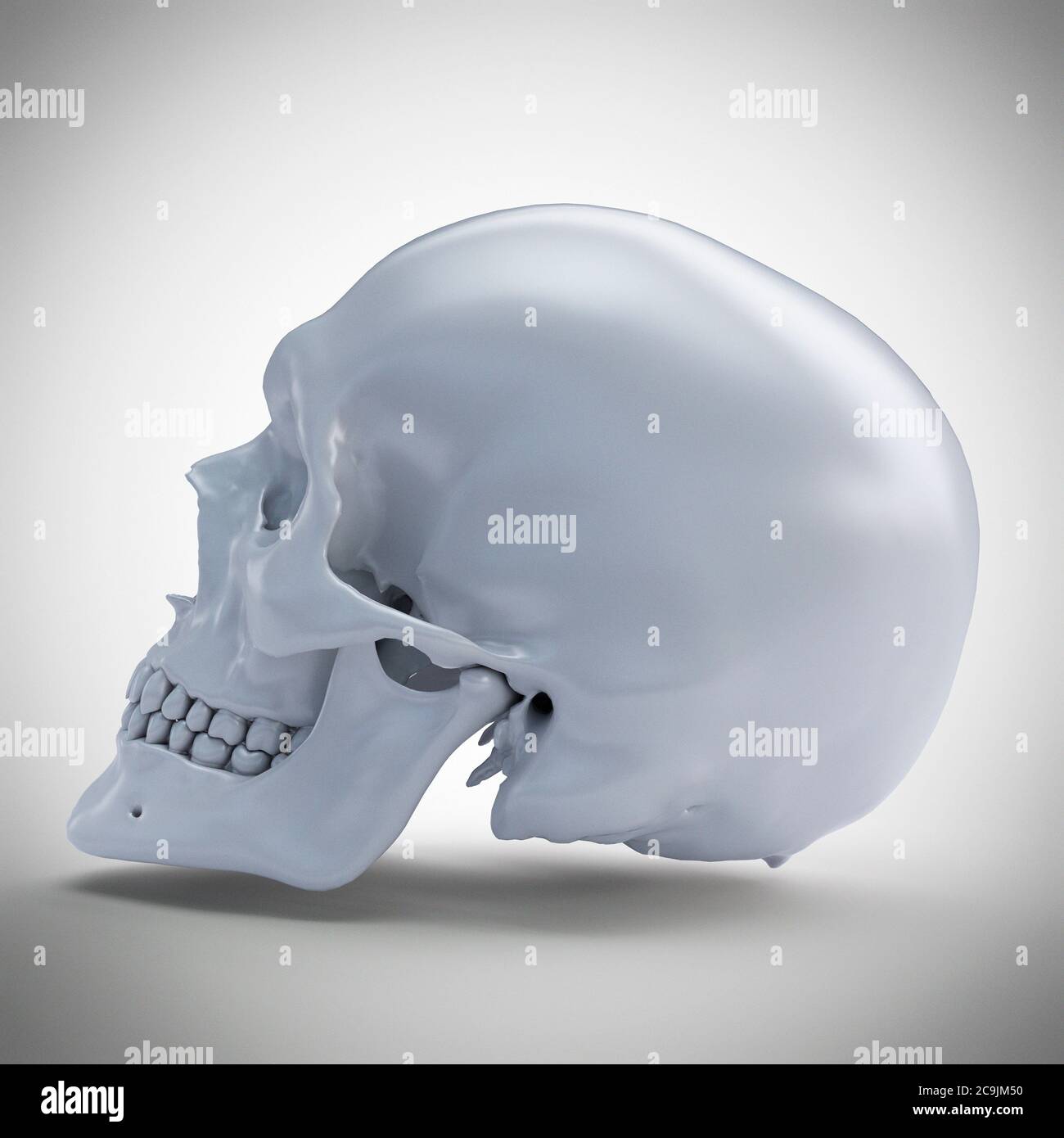 Human skull, computer illustration Stock Photo - Alamy