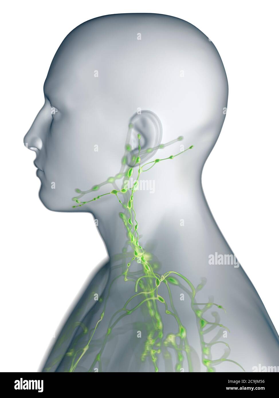 Lymphatic system of the neck, computer illustration Stock Photo - Alamy