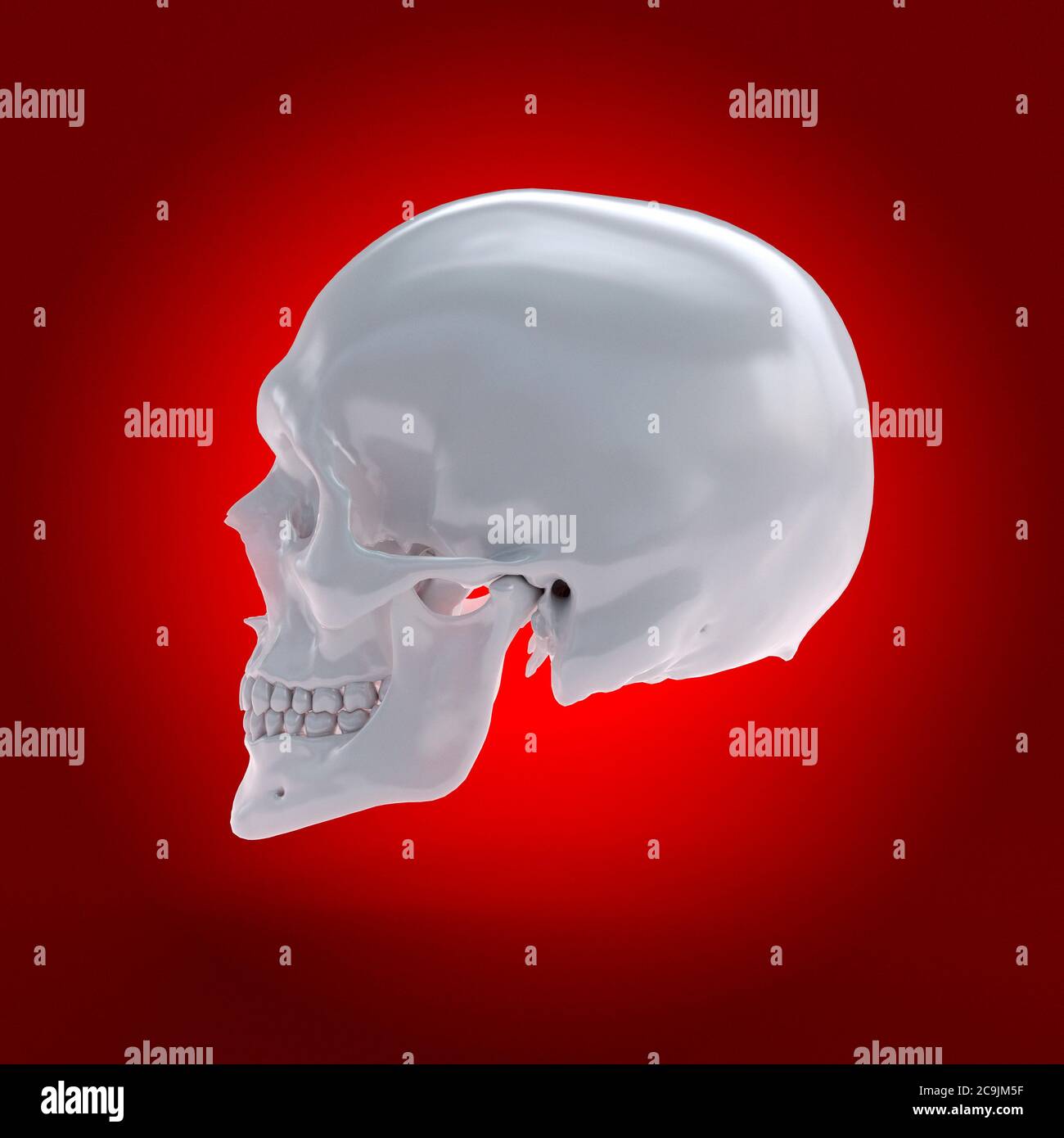 Human skull, computer illustration Stock Photo - Alamy
