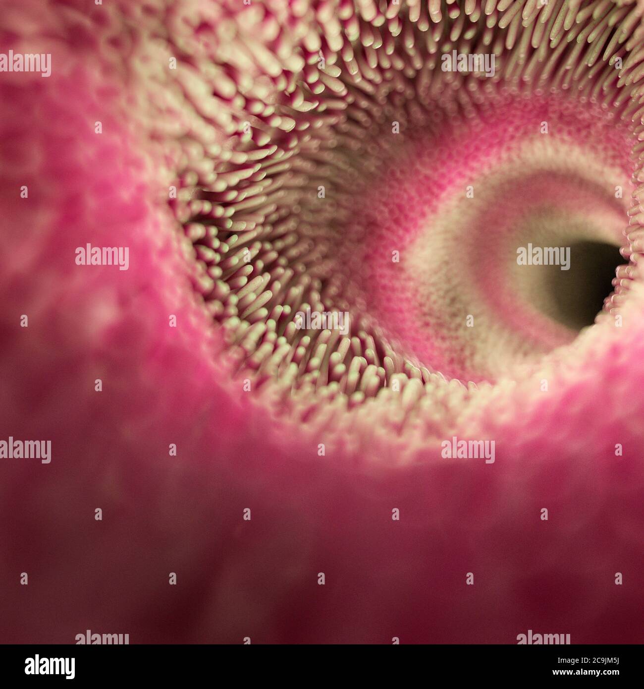Intestinal Epithelial Cells High Resolution Stock Photography and ...