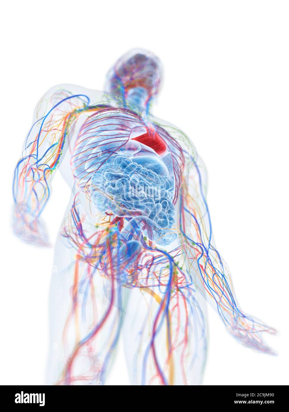 Male anatomy, computer illustration Stock Photo - Alamy