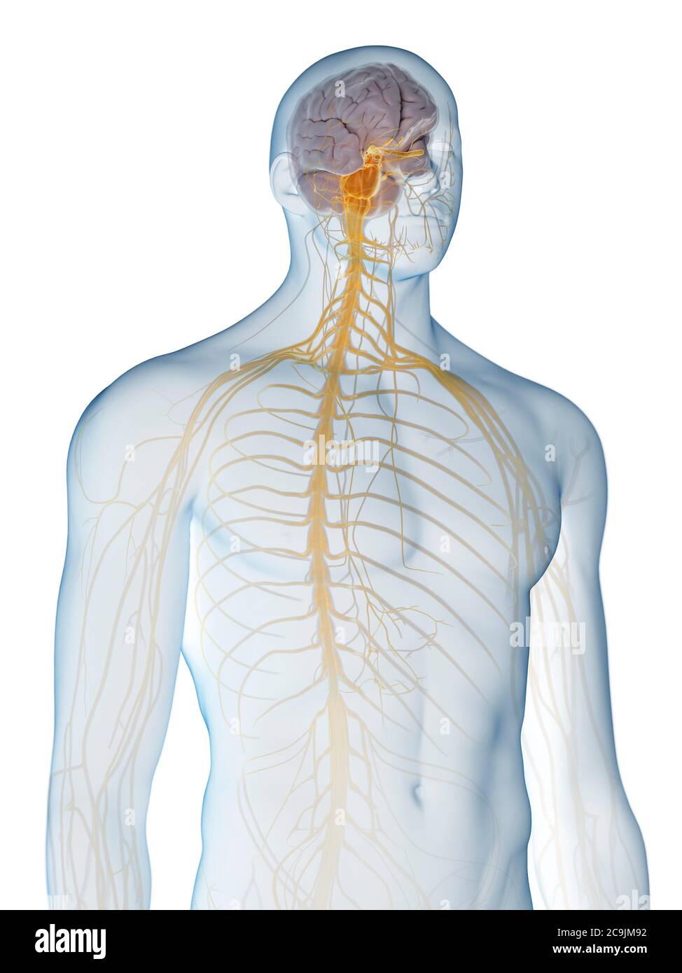 Nervous system, computer illustration Stock Photo - Alamy
