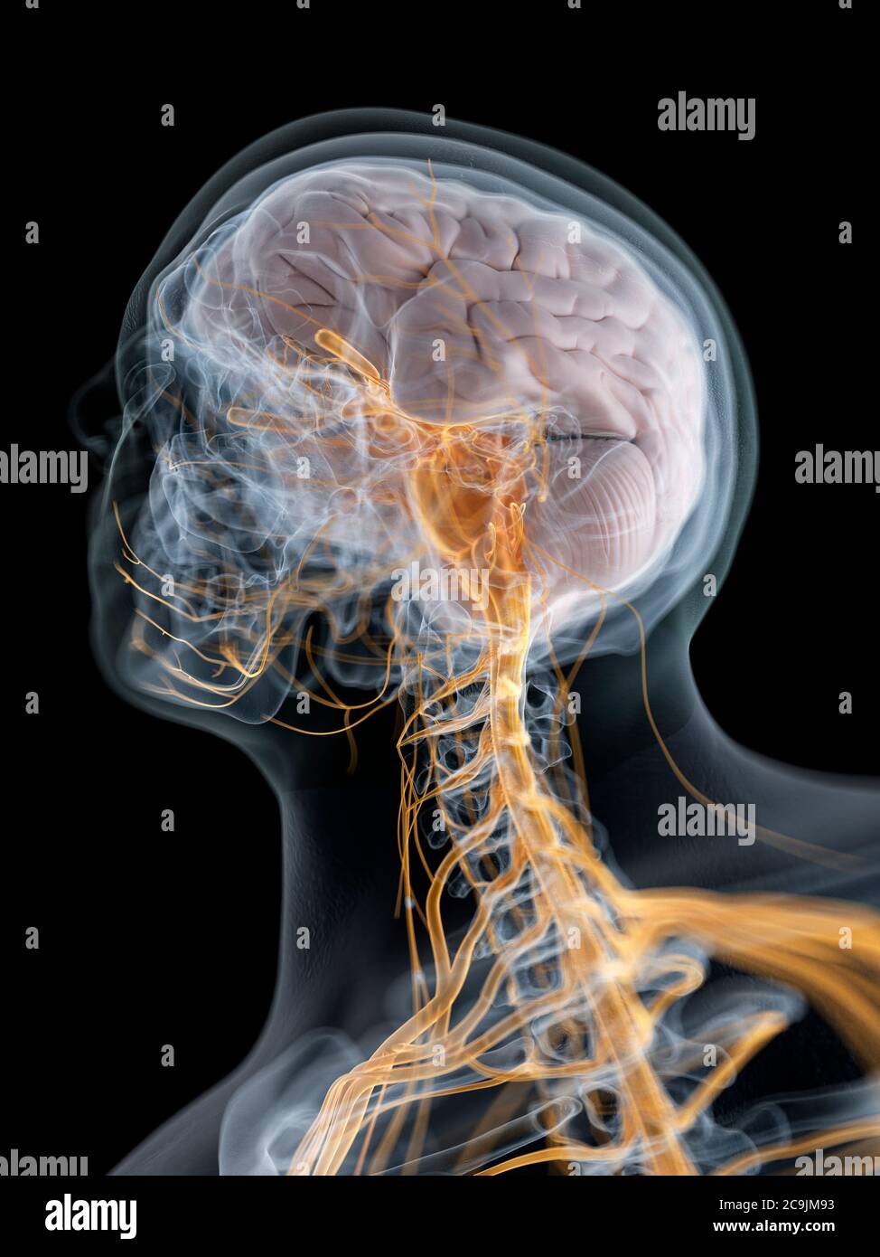 Nervous system, computer illustration Stock Photo - Alamy