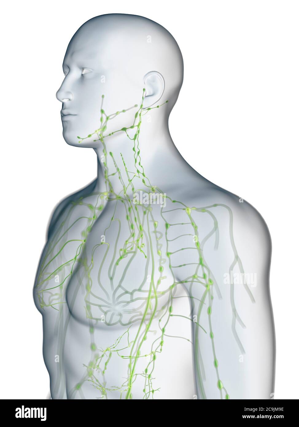 Lymphatic system, computer illustration Stock Photo - Alamy