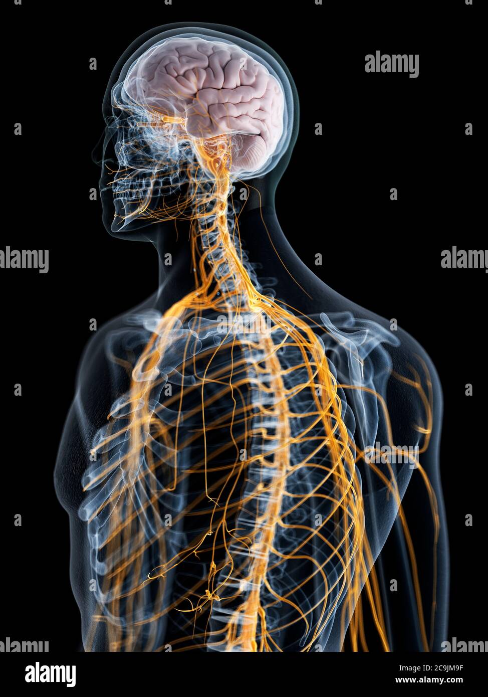 Nervous system, computer illustration Stock Photo - Alamy