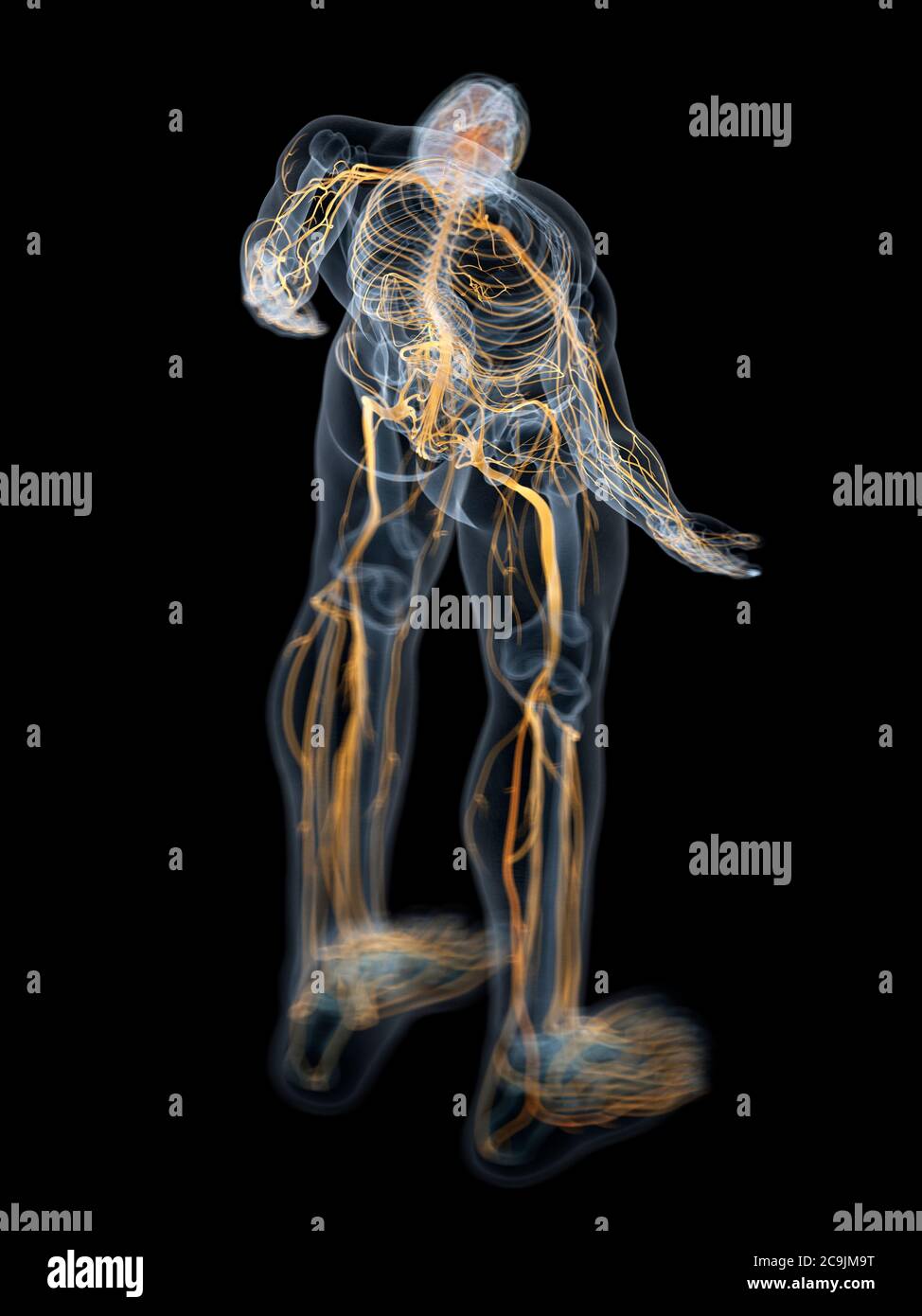 Nervous system, computer illustration Stock Photo - Alamy