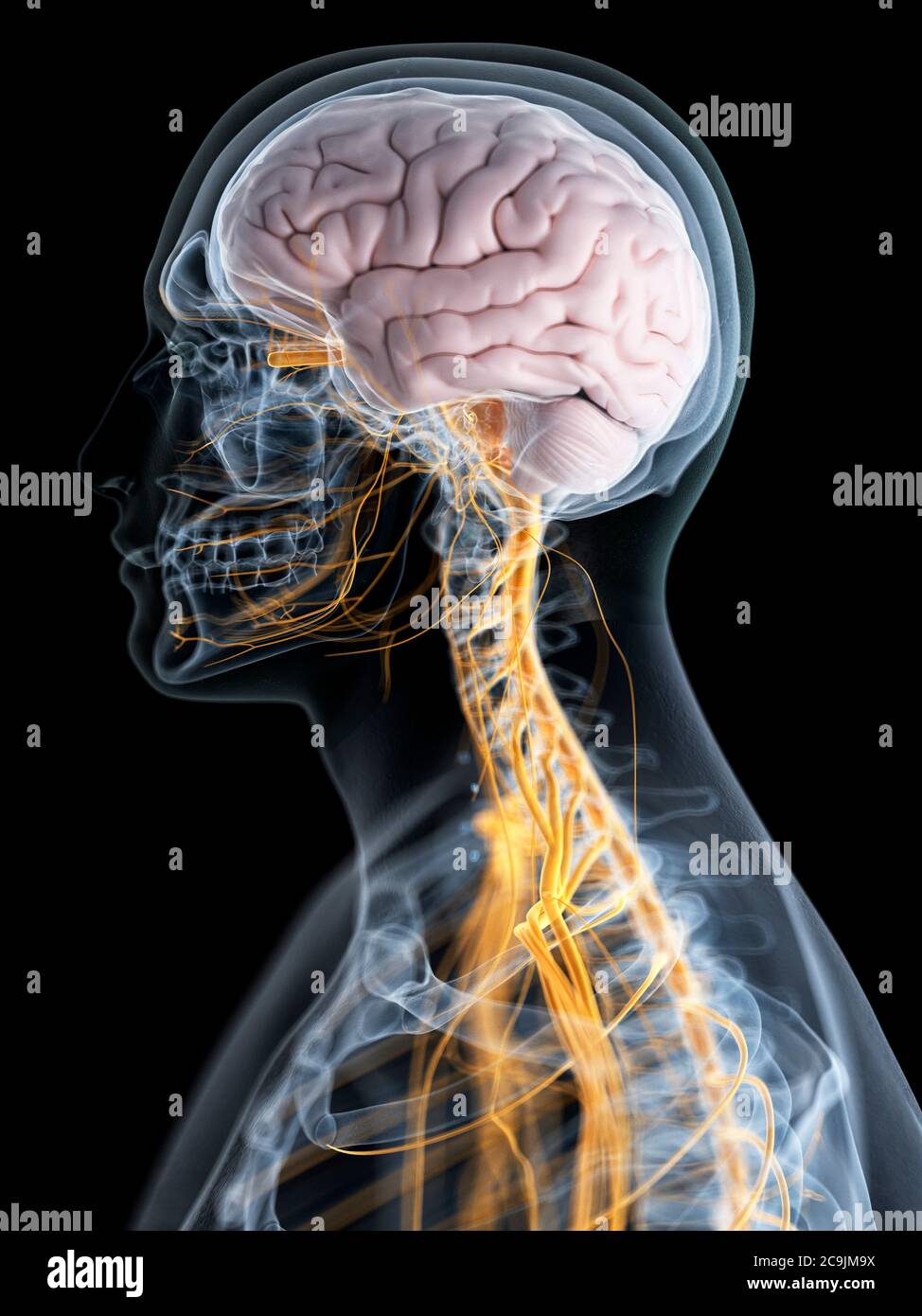 Nervous system, computer illustration Stock Photo - Alamy