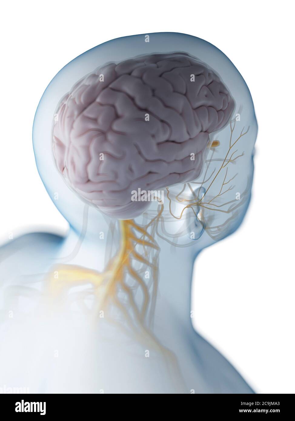 Nervous system, computer illustration Stock Photo - Alamy