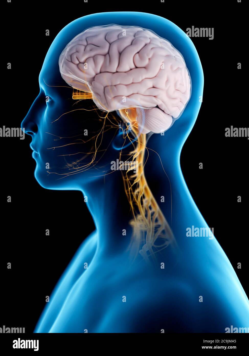 Nervous system, computer illustration Stock Photo - Alamy