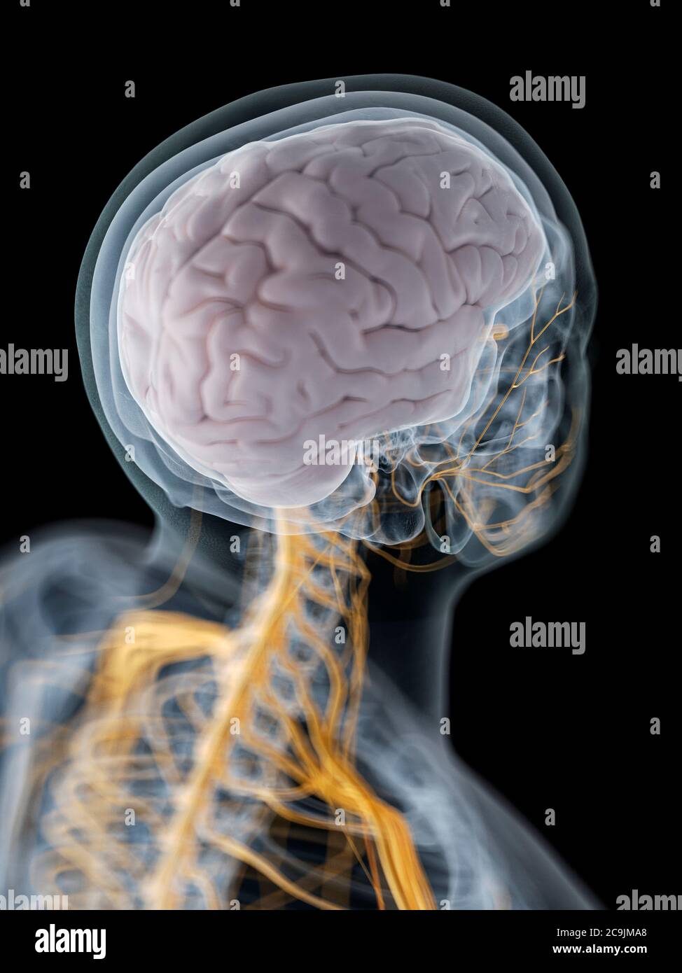 Nervous system, computer illustration Stock Photo - Alamy