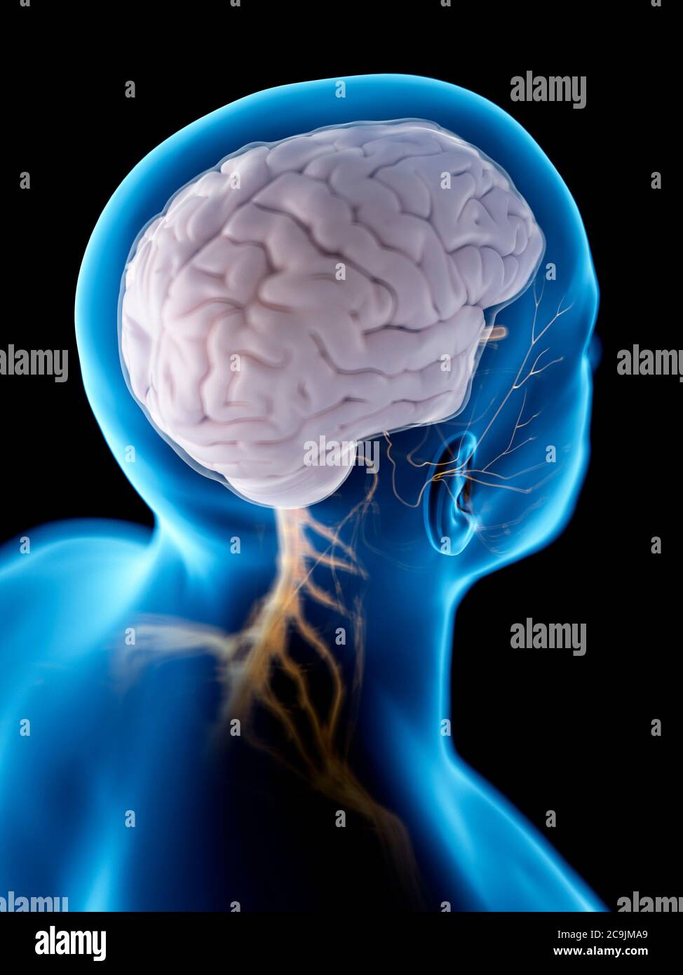 Nervous system, computer illustration Stock Photo - Alamy