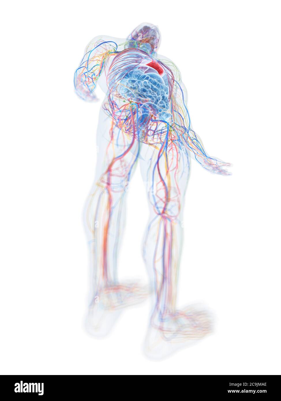 Male anatomy, computer illustration Stock Photo - Alamy