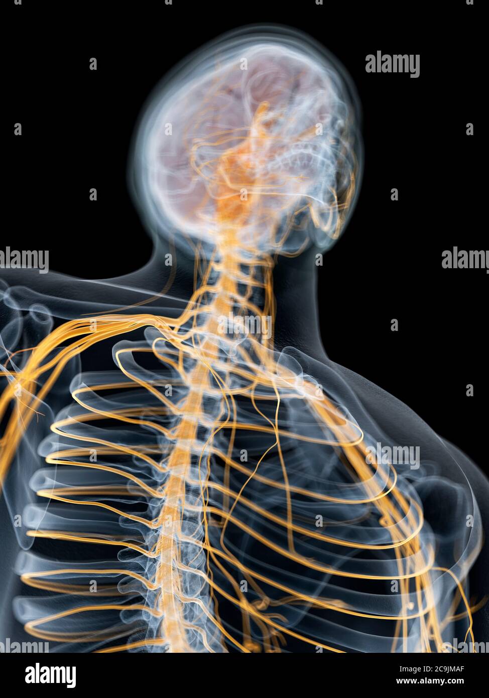 Nervous system, computer illustration Stock Photo - Alamy