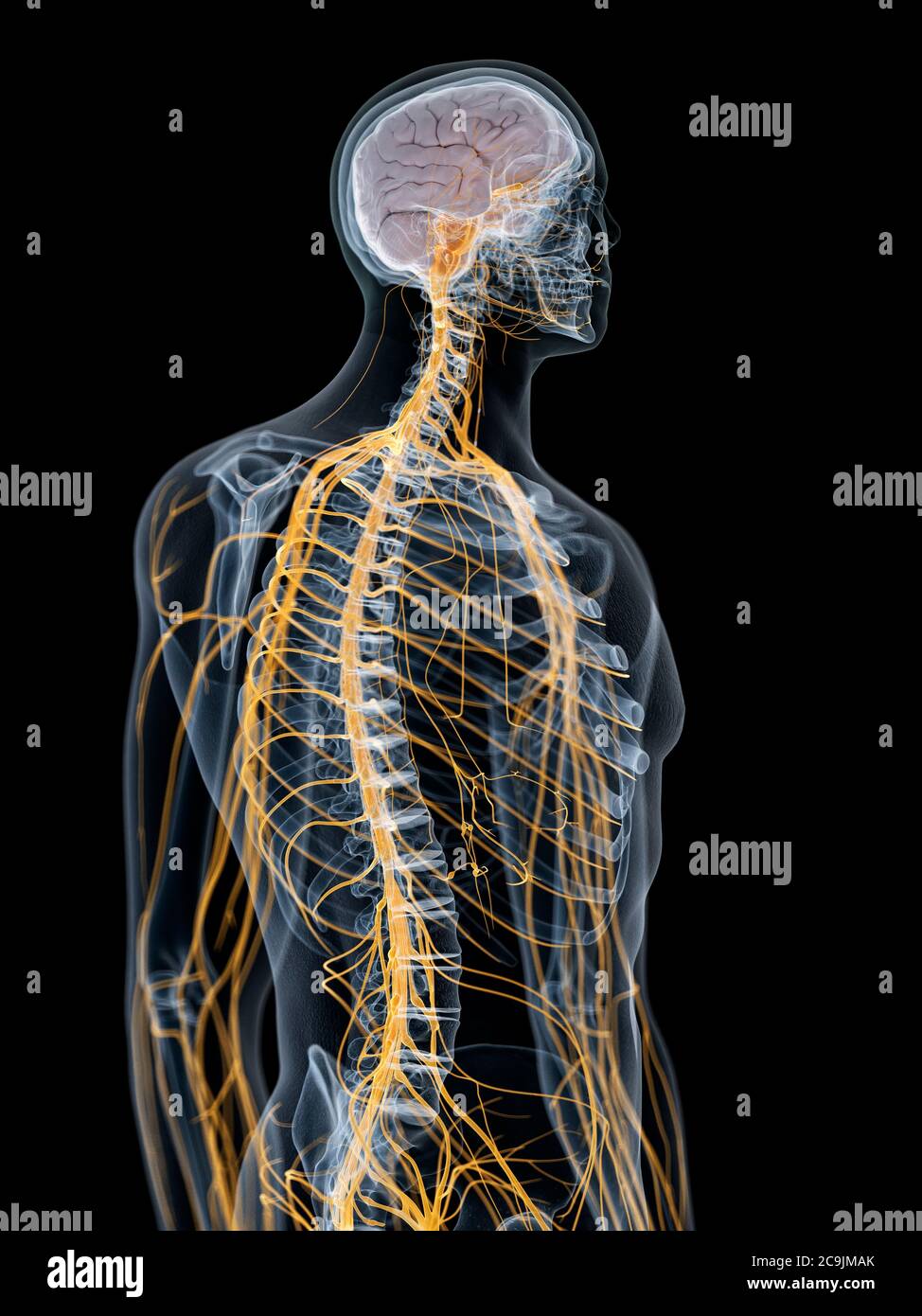 Nervous system, computer illustration Stock Photo - Alamy