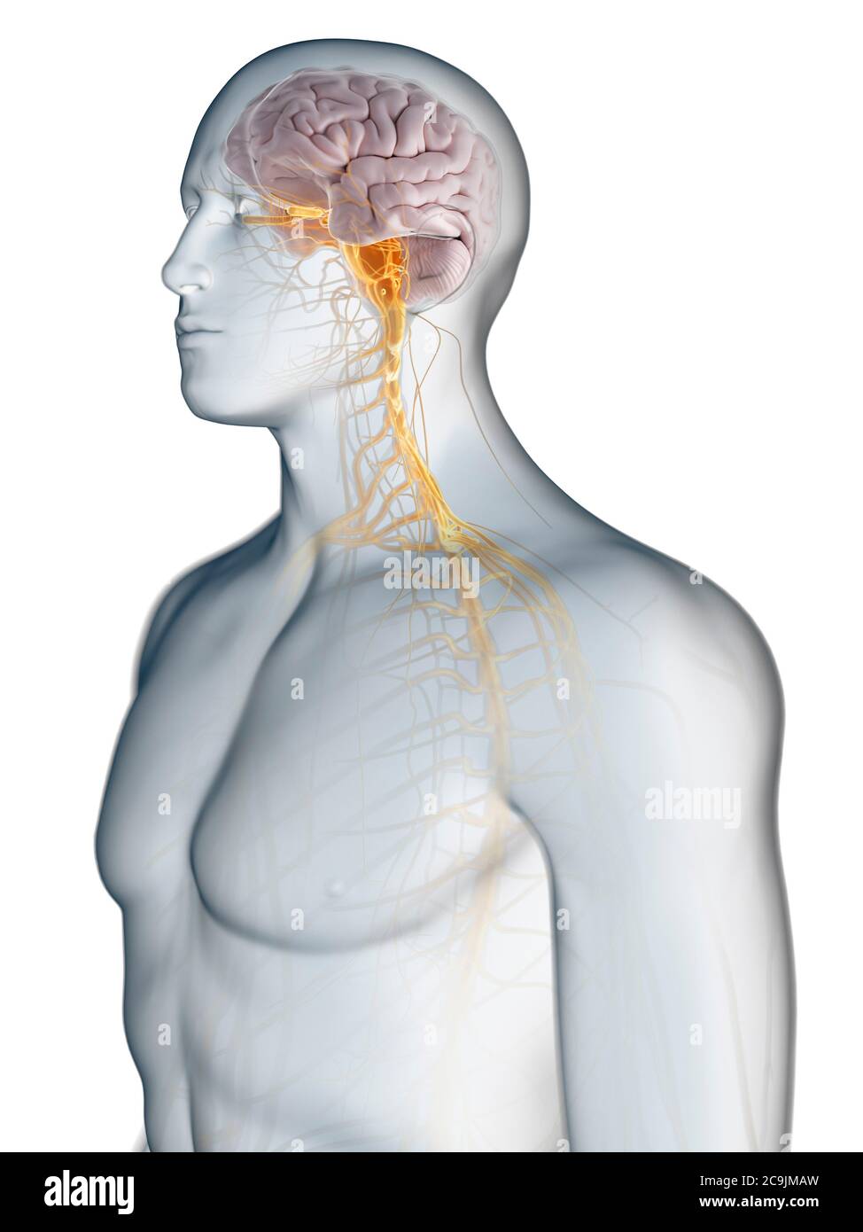 Nervous system, computer illustration Stock Photo - Alamy