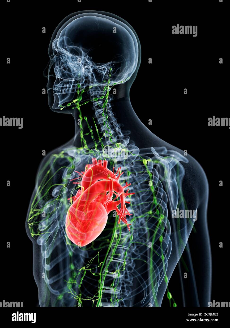 Lymphatic drainage of heart hi-res stock photography and images - Alamy