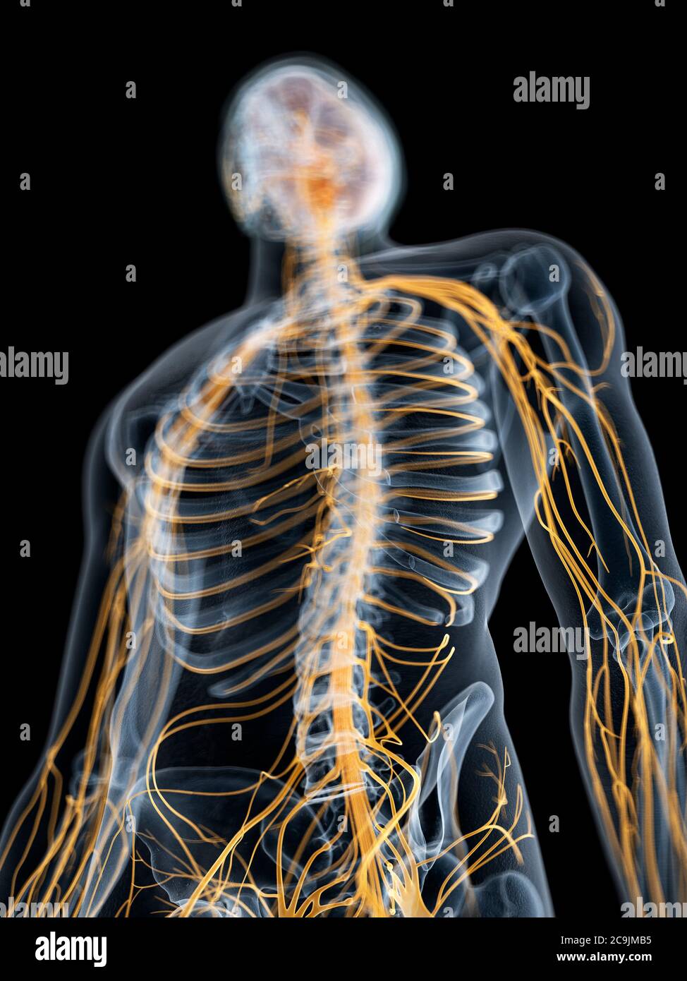 Nervous system, computer illustration Stock Photo - Alamy