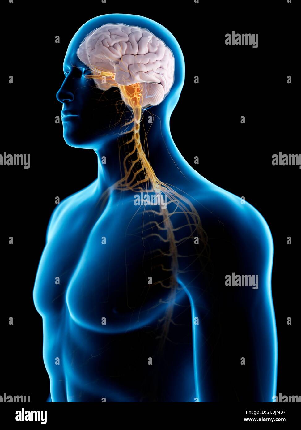 Nervous system, computer illustration Stock Photo - Alamy