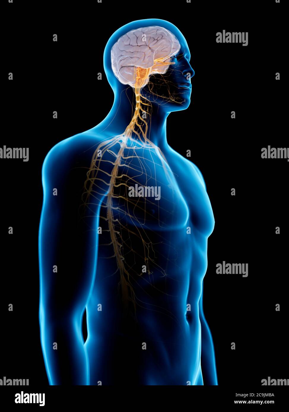 Nervous system, computer illustration Stock Photo - Alamy