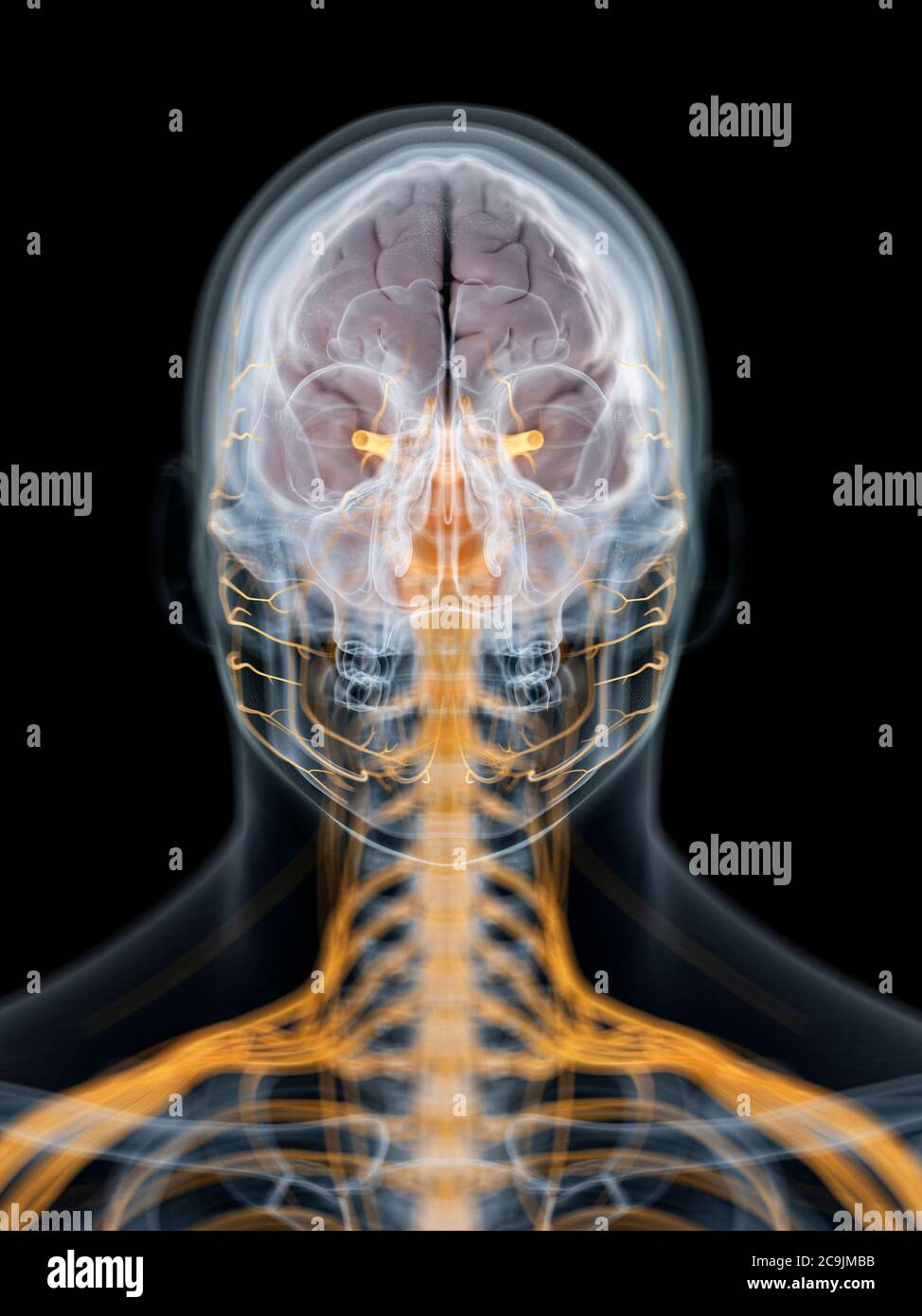 Nervous system, computer illustration Stock Photo - Alamy