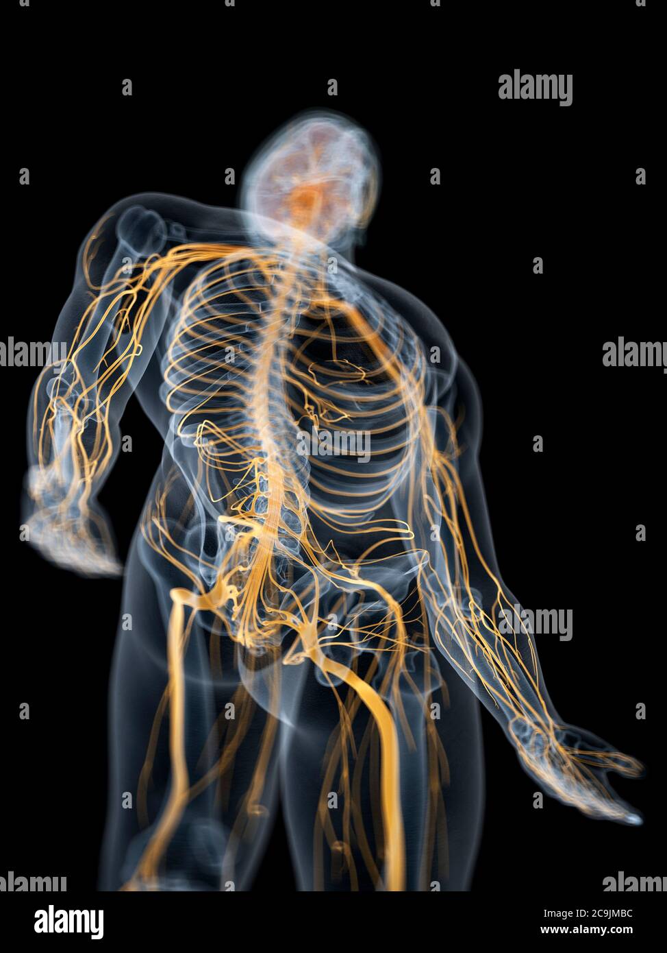 Nervous system, computer illustration Stock Photo - Alamy