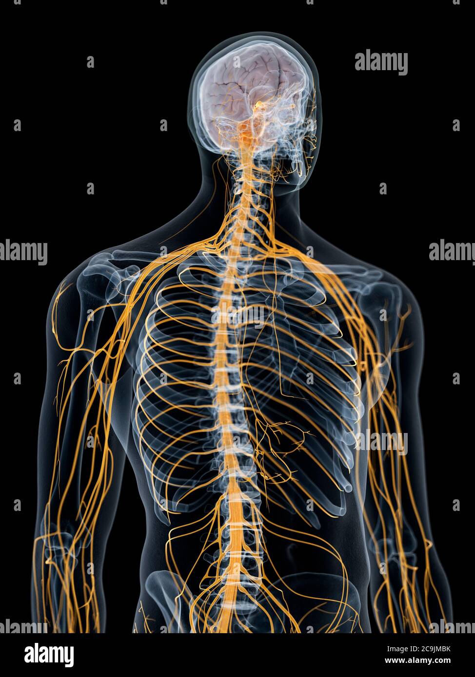 Nervous system, computer illustration Stock Photo - Alamy