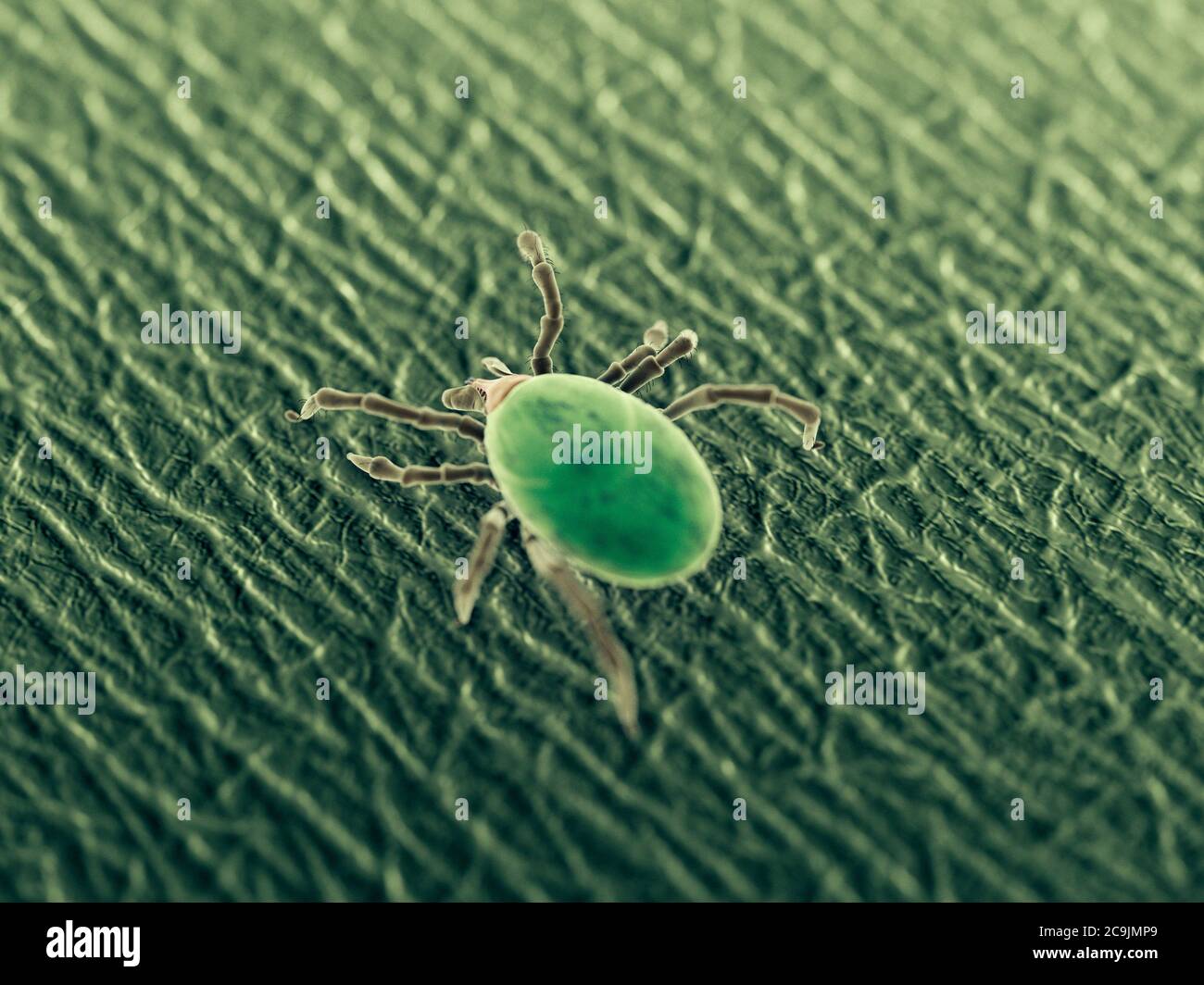 Tick, computer illustration Stock Photo - Alamy