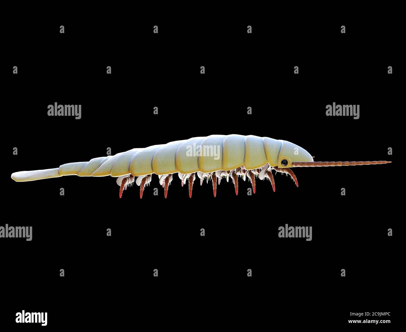 Burgess Shale Arthropod High Resolution Stock Photography and Images ...