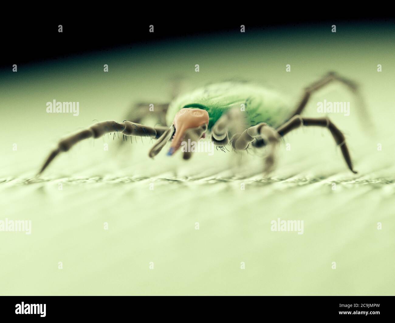 Tick, computer illustration Stock Photo - Alamy