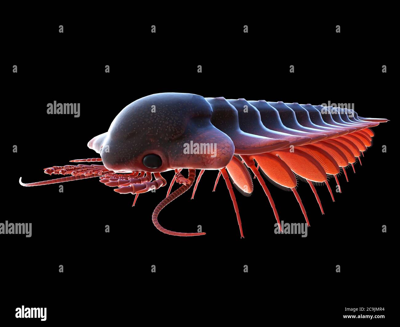 Marine Arthropoda Phylum