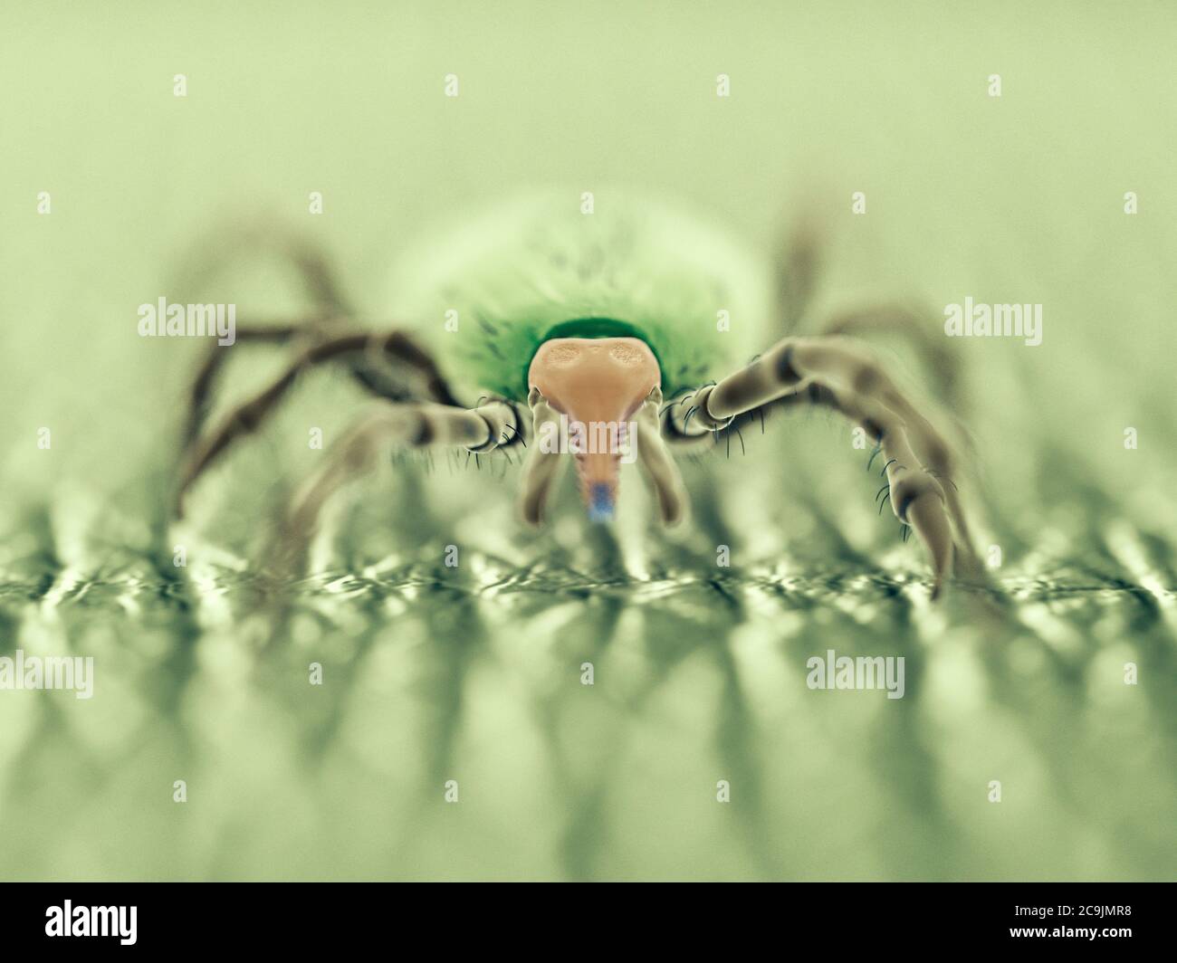 Tick, computer illustration Stock Photo - Alamy