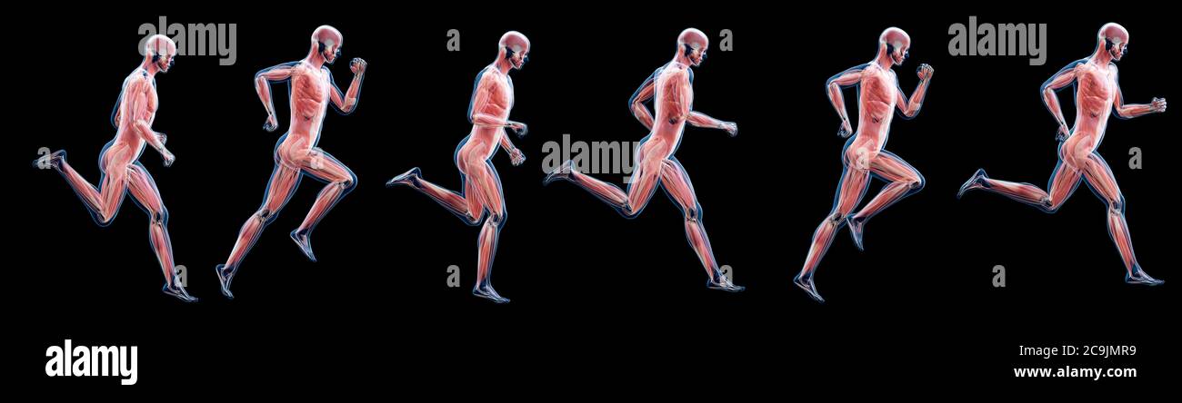 Runner's muscles, computer illustration Stock Photo - Alamy