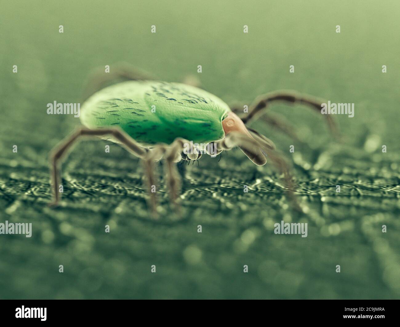 Tick, computer illustration Stock Photo - Alamy