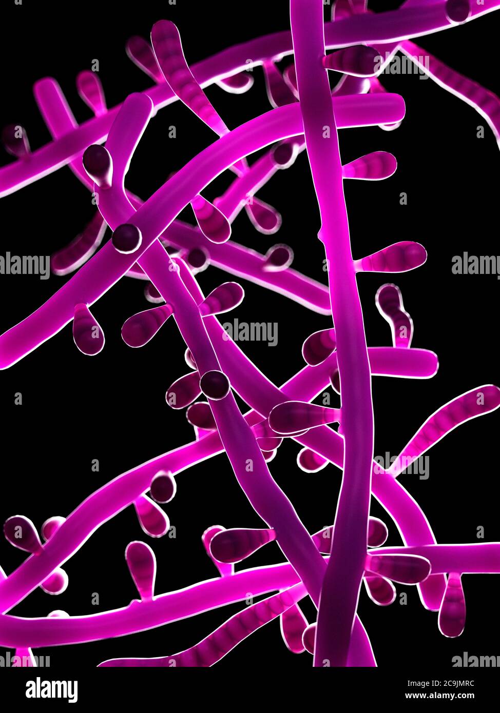 Trichophyton fungus, computer illustration Stock Photo - Alamy