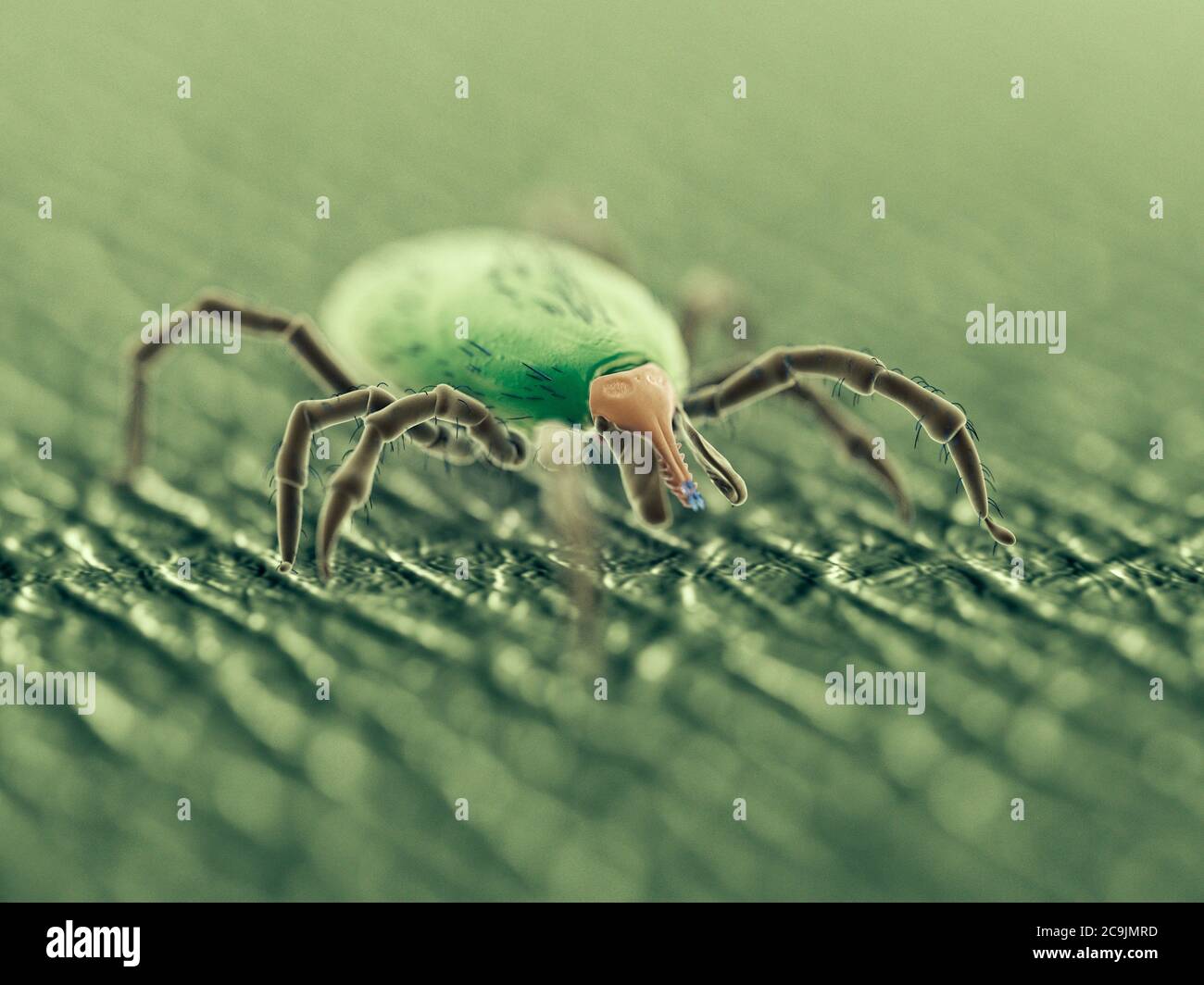 Tick, computer illustration Stock Photo - Alamy