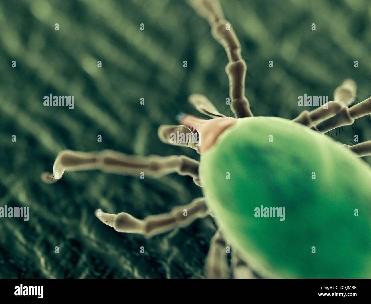 Tick, computer illustration Stock Photo - Alamy