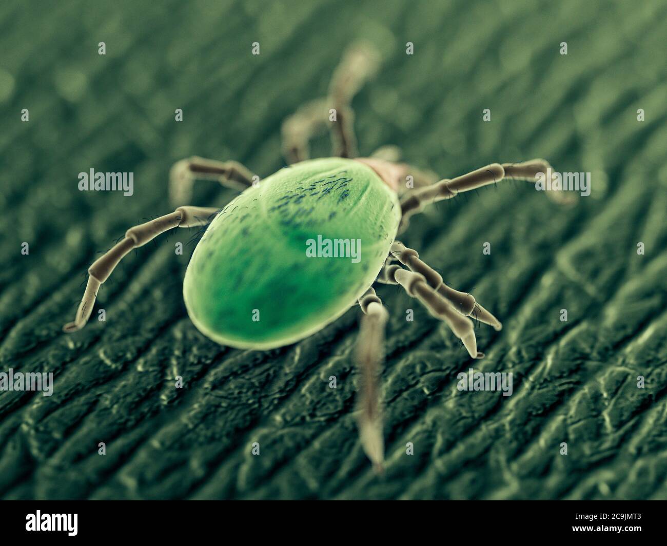 Tick, computer illustration Stock Photo - Alamy