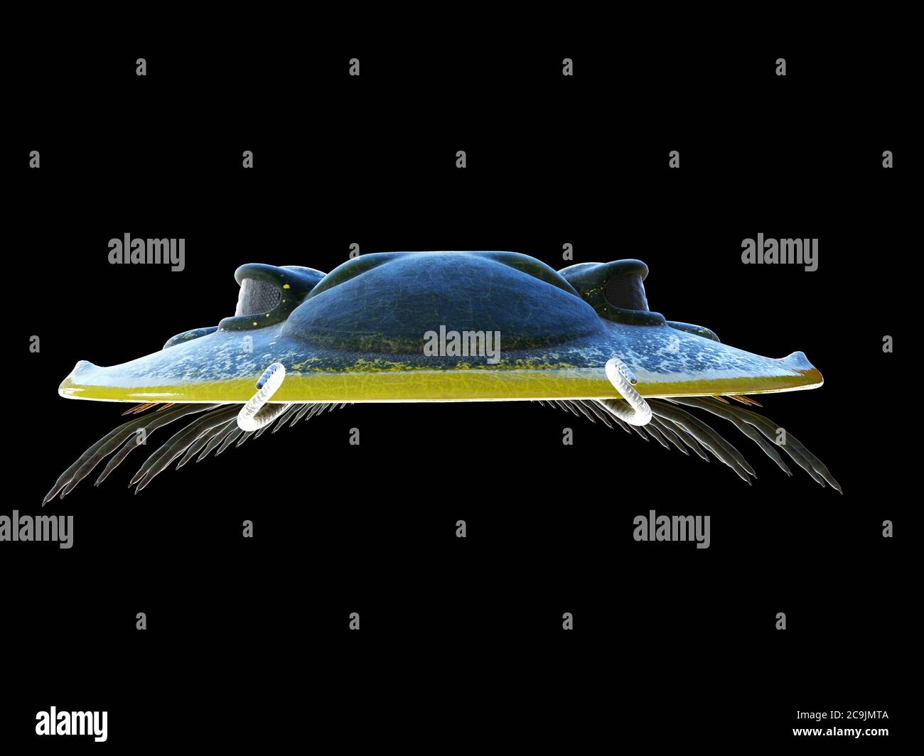 Burgess shale trilobite hi-res stock photography and images - Alamy