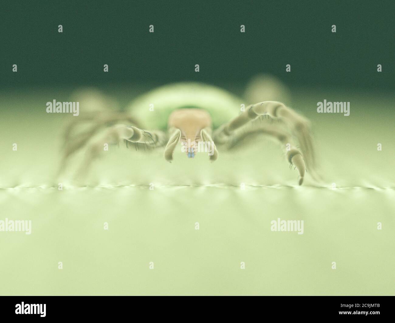 Tick, computer illustration Stock Photo - Alamy