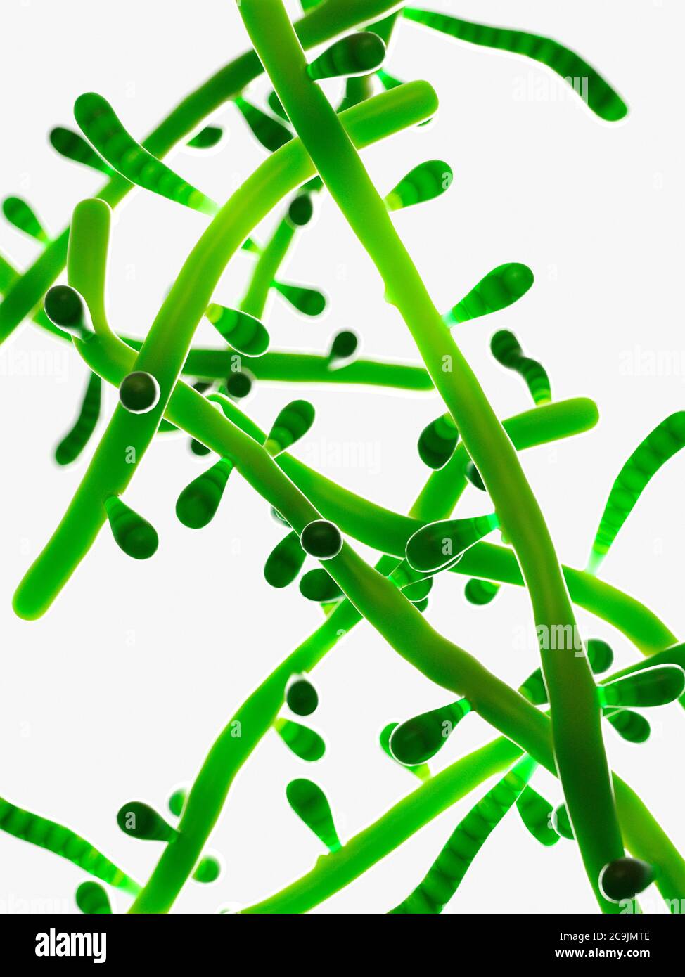 Trichophyton hi-res stock photography and images - Alamy