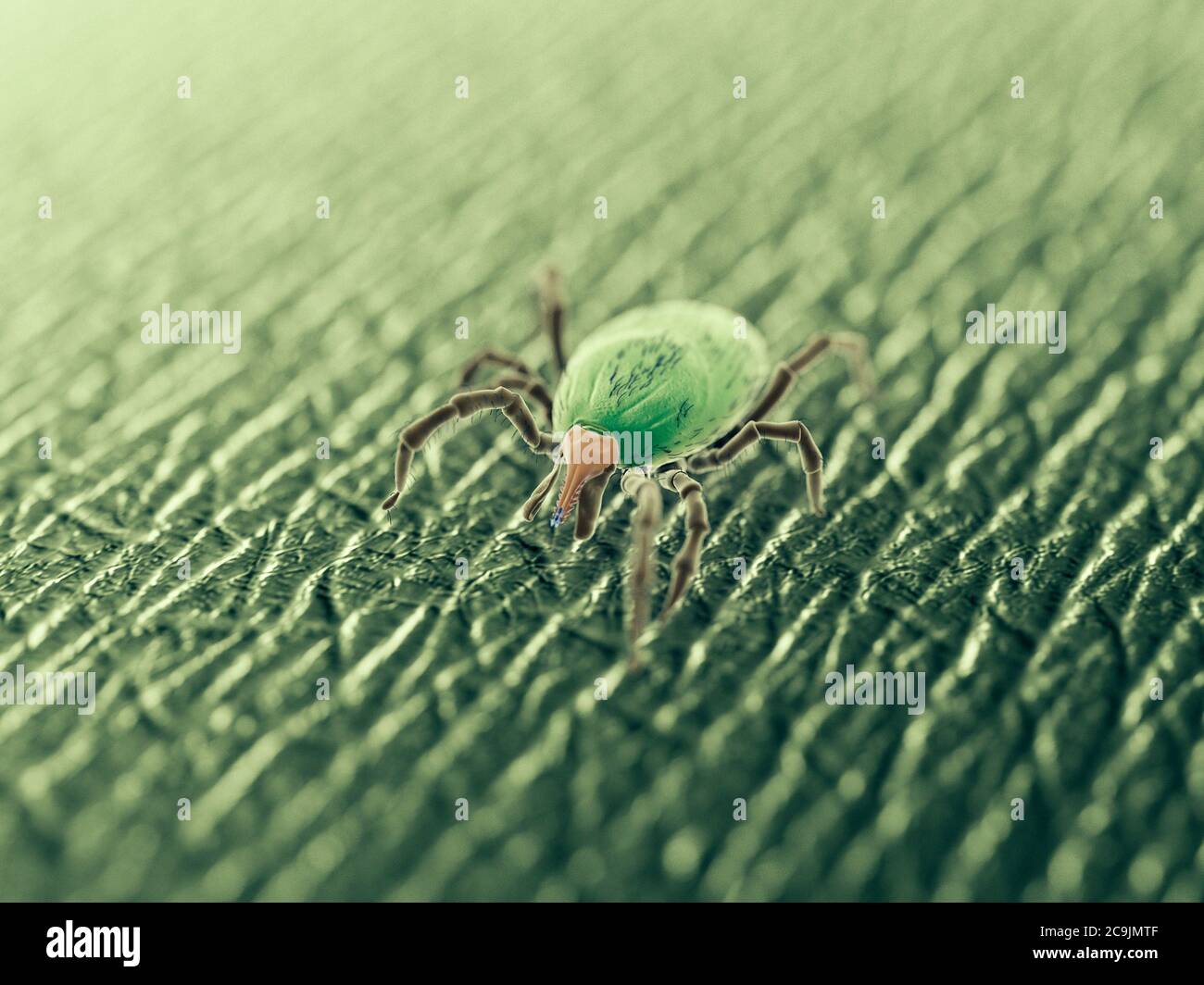 Tick, computer illustration Stock Photo - Alamy
