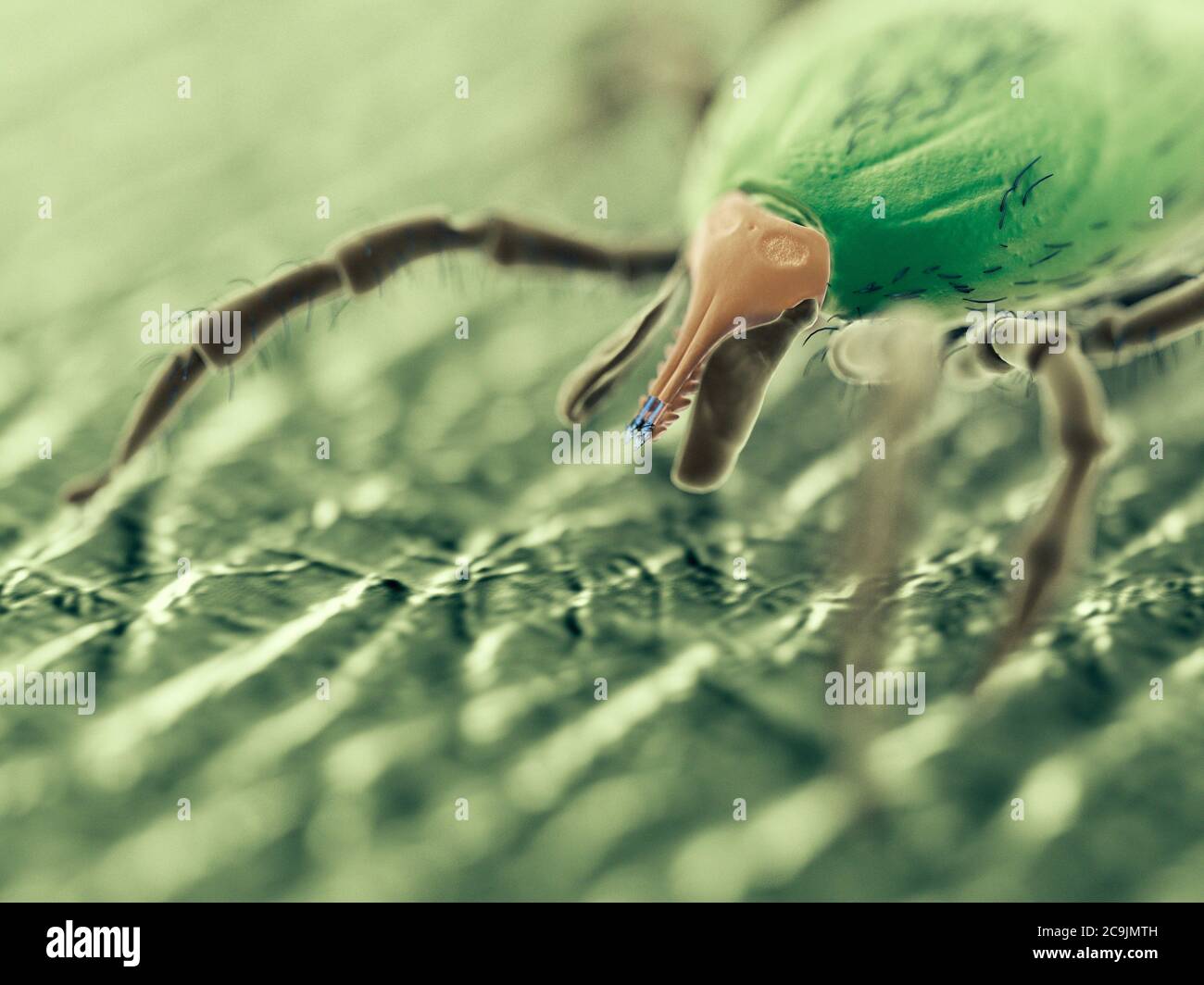 Tick, computer illustration Stock Photo - Alamy