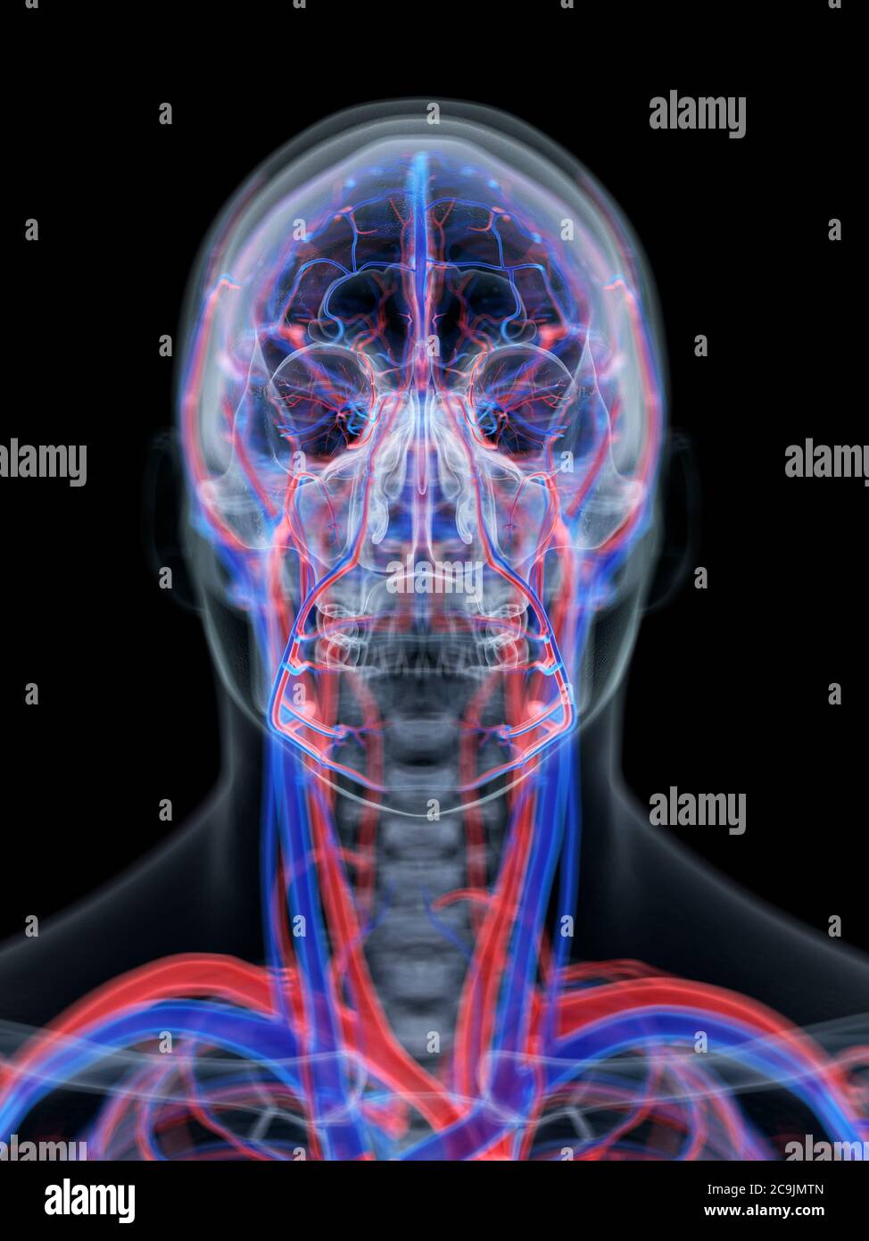 Vascular system of the head, computer illustration Stock Photo - Alamy