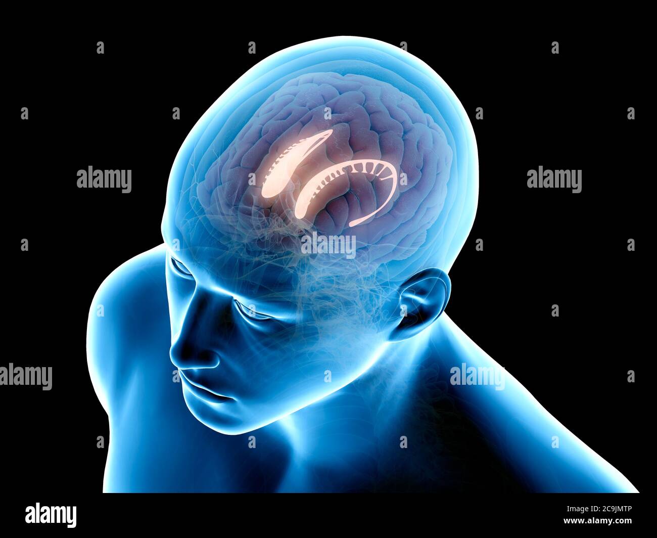 Caudate nucleus, computer illustration Stock Photo - Alamy