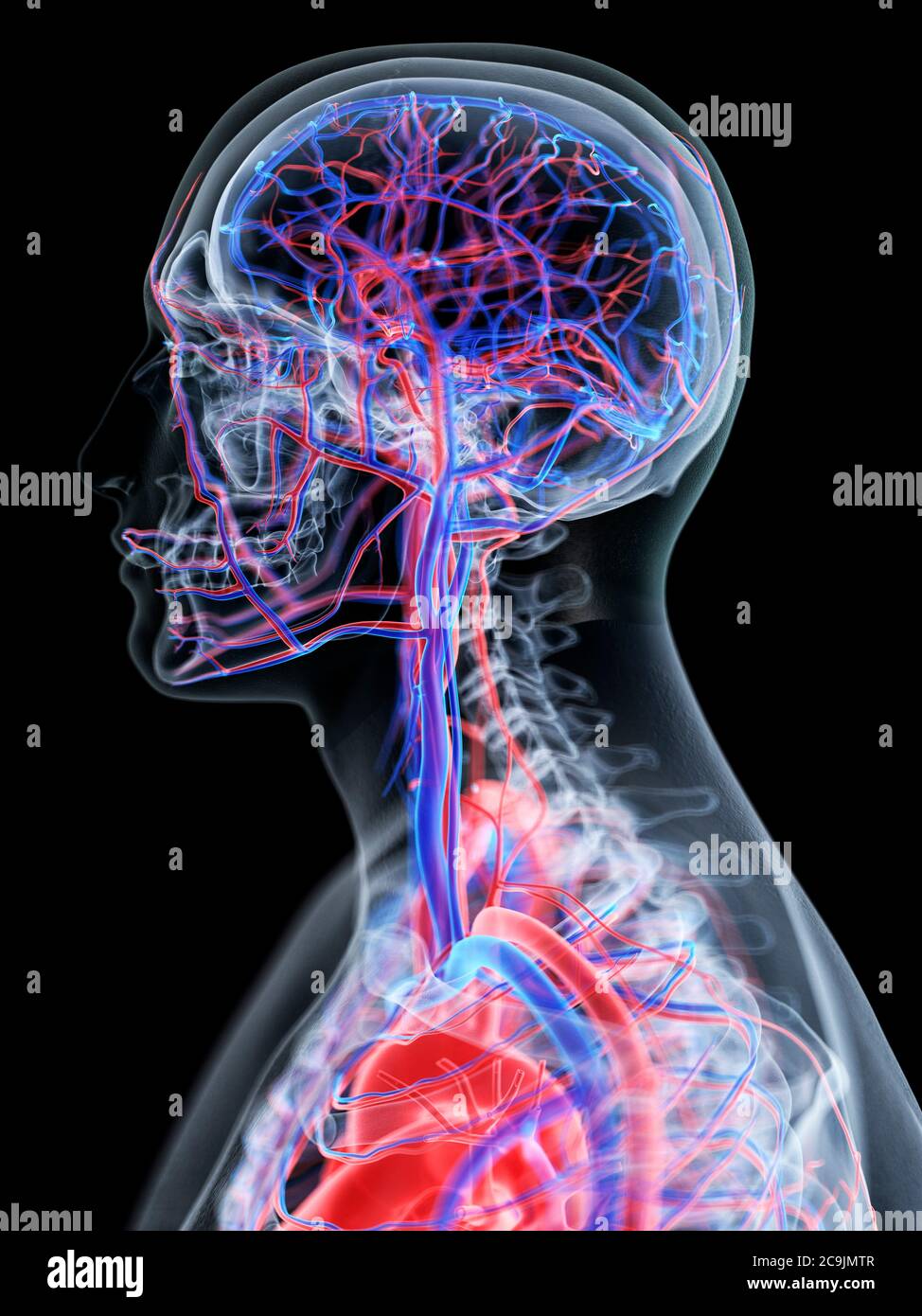 Vascular system of the head, computer illustration Stock Photo - Alamy